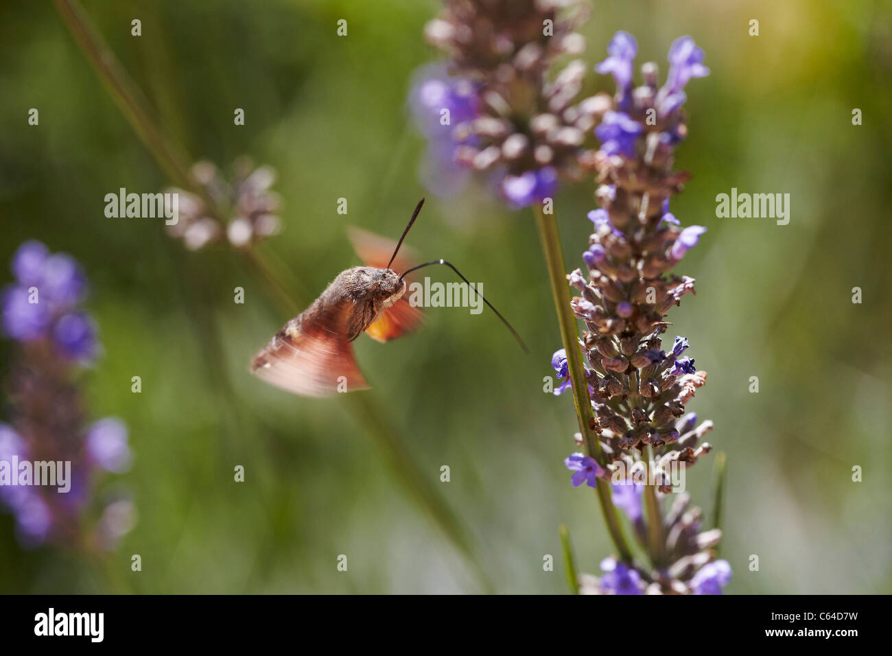Hummingbird Hawkmoth, Macroglossum stellatarum in flight gathering ...