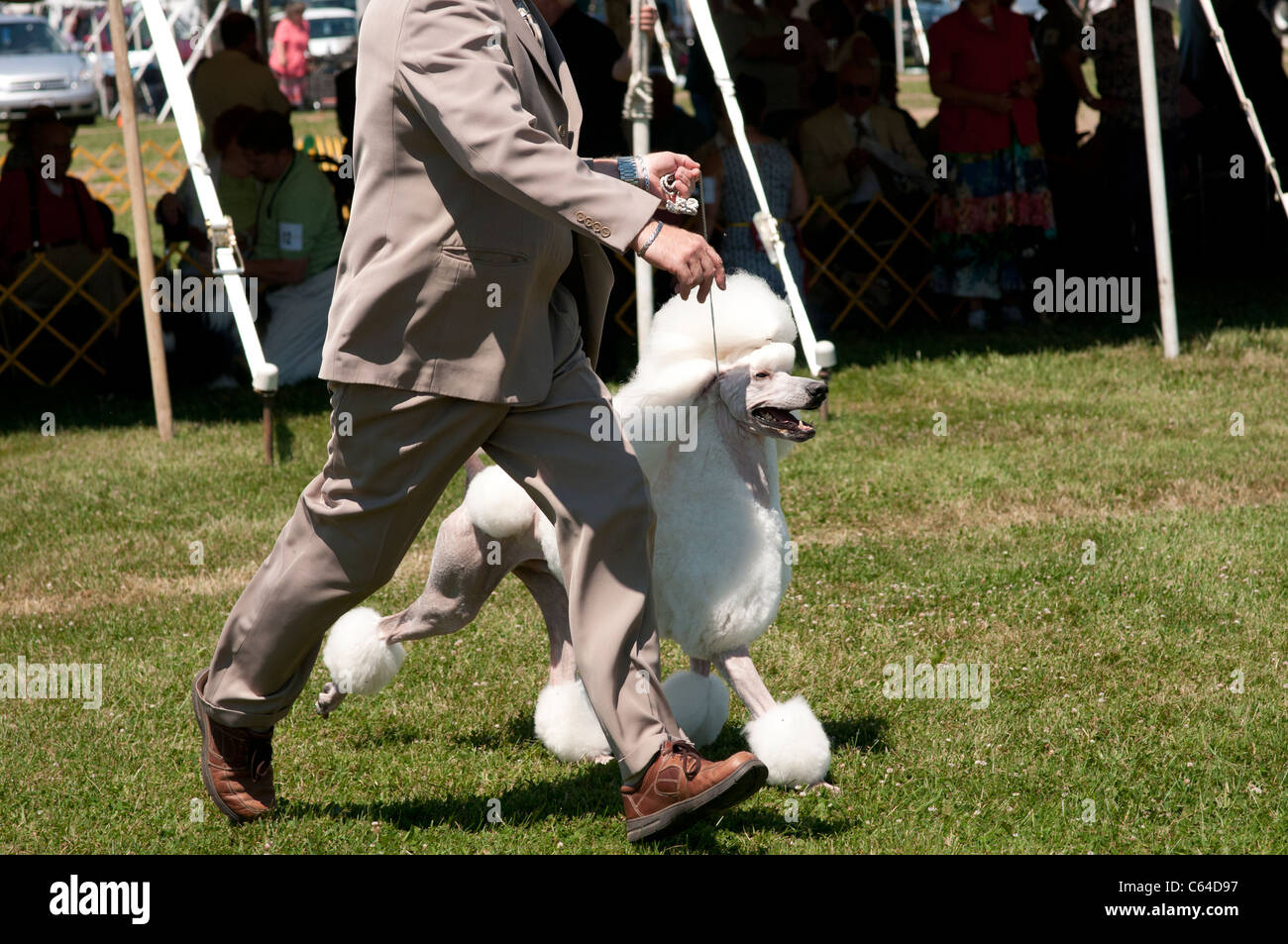 Standard Poodle in show ring Stock Photo - Alamy