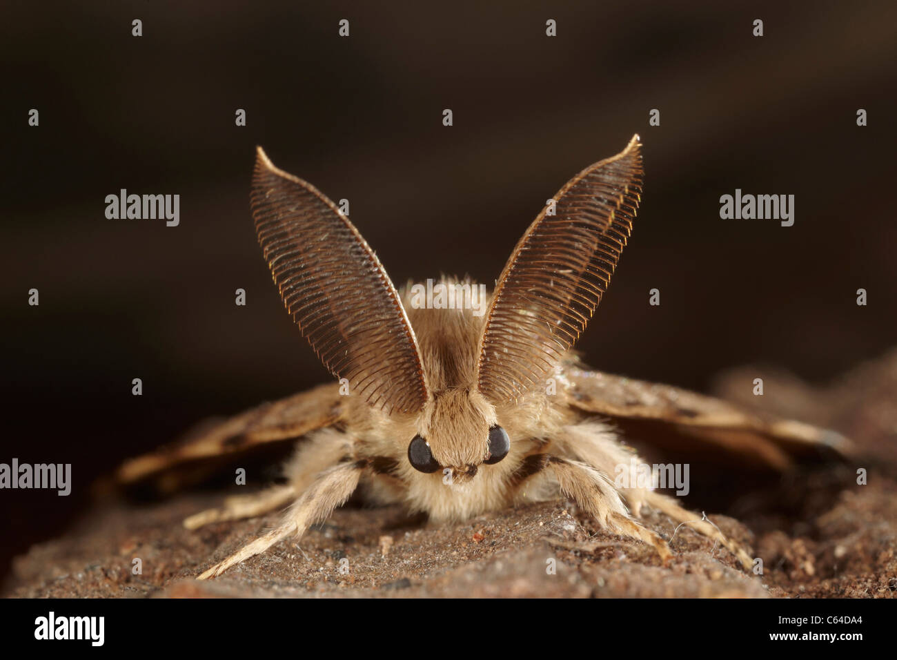 Gypsy moth, Lymantria dispar dispar, male Stock Photo - Alamy