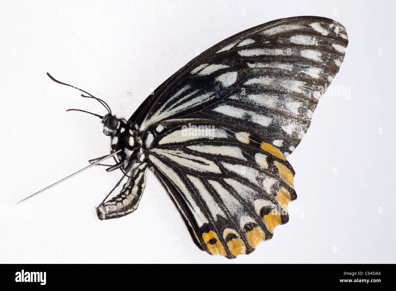 insect butterfly specimen isolated Stock Photo - Alamy