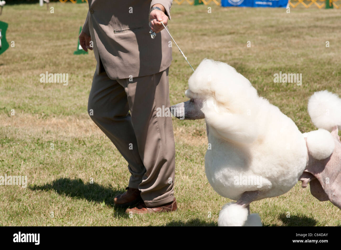 Pom pom poodle hi-res stock photography and images - Alamy