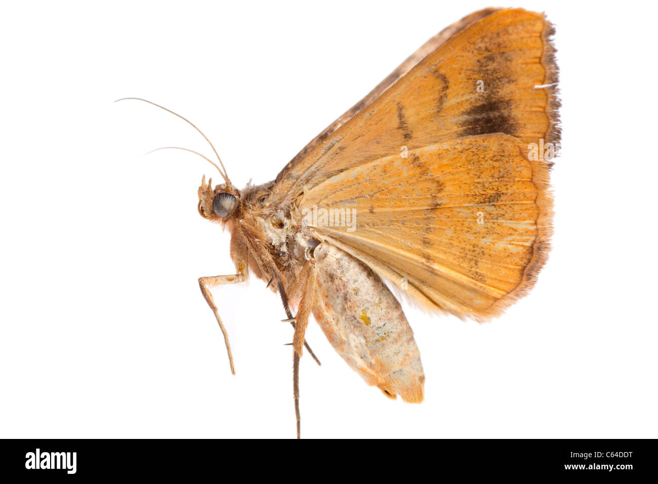 insect moth isolated Stock Photo - Alamy