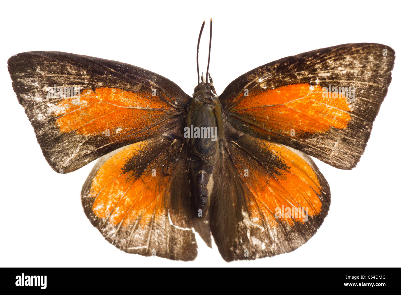 butterfly isolated on white Stock Photo - Alamy
