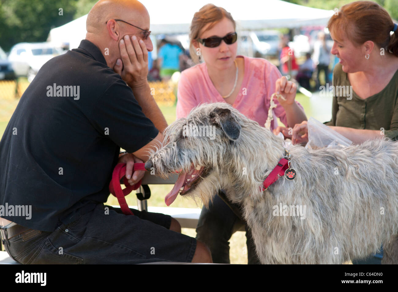 Scottish kennel club show hi-res stock photography and images - Alamy