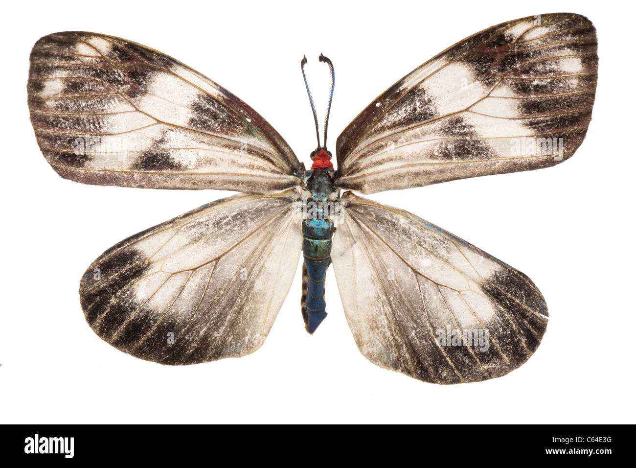 Mothinsect hi-res stock photography and images - Alamy