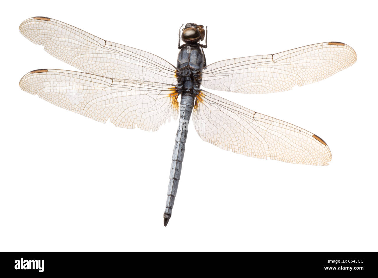 Beautiful dragonfly in nature Cut Out Stock Images & Pictures - Alamy