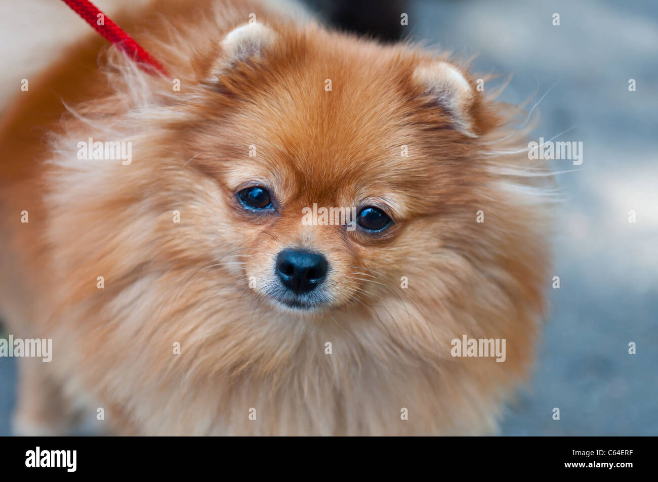 German spitz type dog hi-res stock photography and images - Alamy