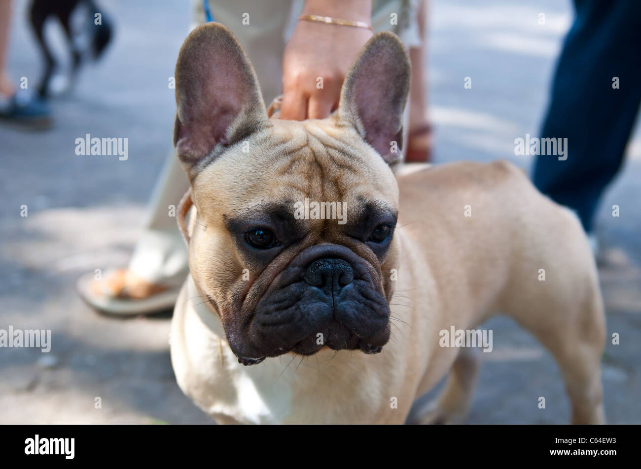 The French bulldog is a small companion breed of dog Stock Photo - Alamy