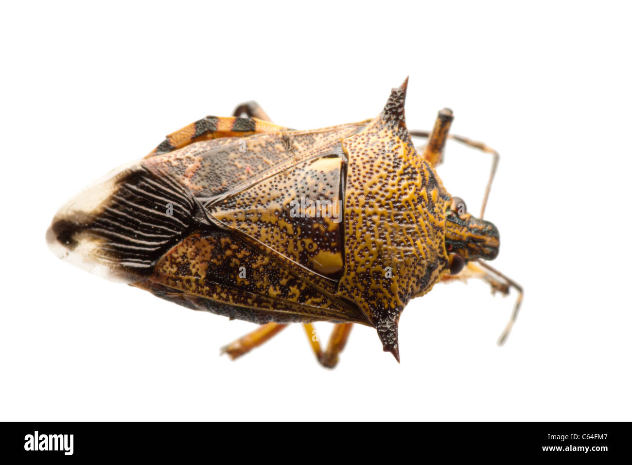 insect stink bug isolated on white Stock Photo - Alamy