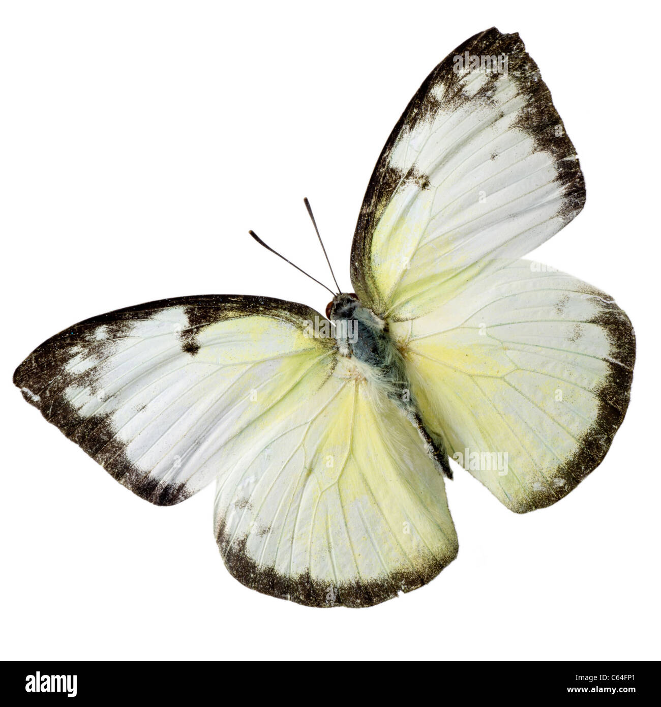 butterfly isolated on white Stock Photo - Alamy