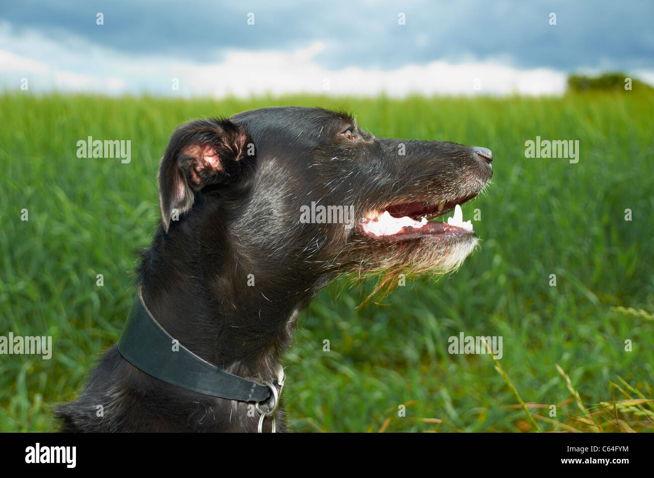 Whippet cross hi-res stock photography and images - Alamy