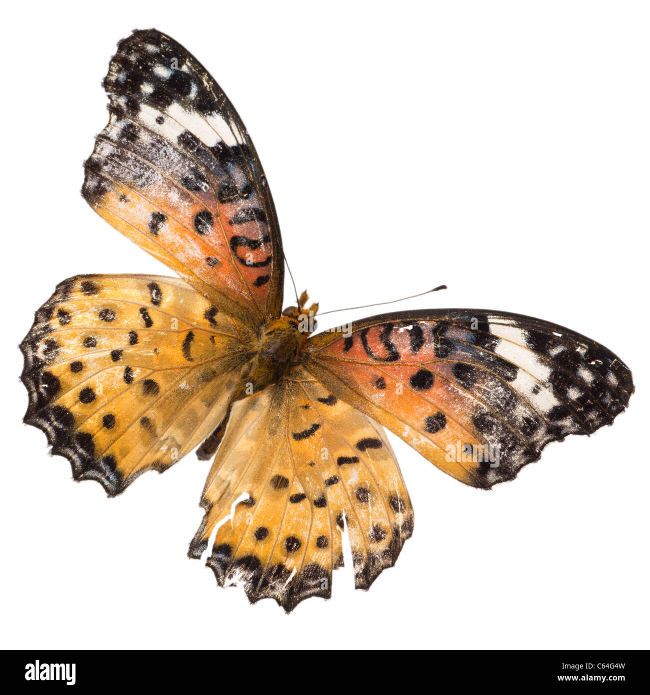 butterfly isolated on white Stock Photo - Alamy