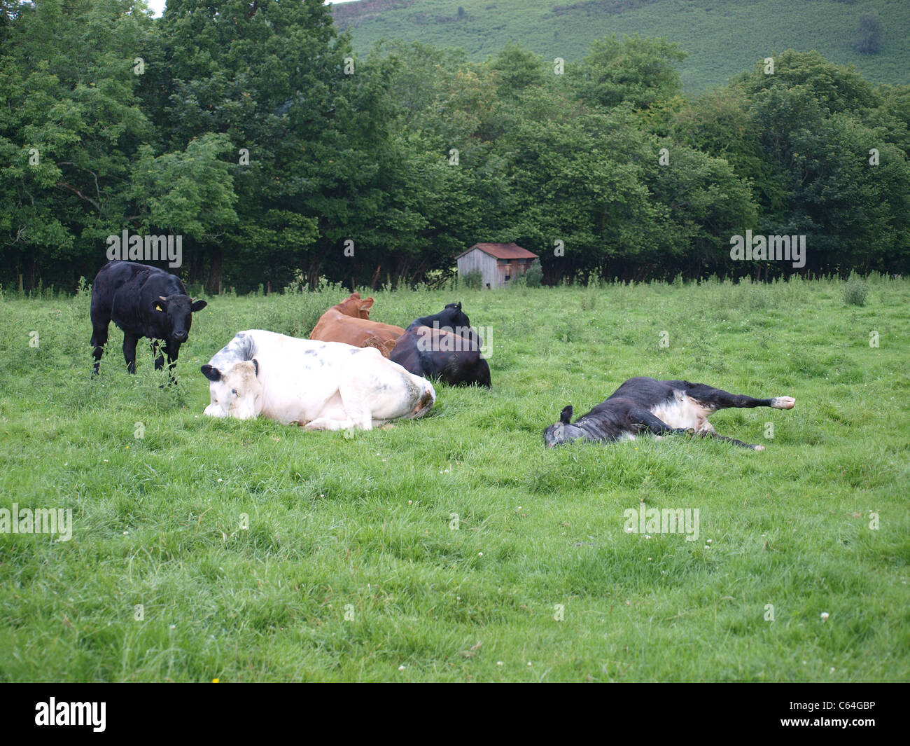 Peacefull High Resolution Stock Photography and Images - Alamy