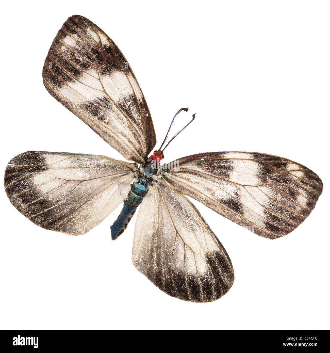 moth isolated on white Stock Photo - Alamy