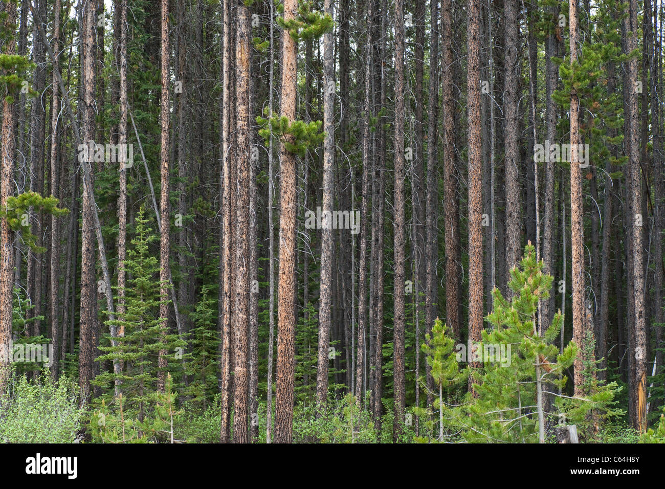 Pine forest devastated by pine beetle in Canada Stock Photo - Alamy Pine forest devastated by pine beetle in Canada Stock Photo - Alamy