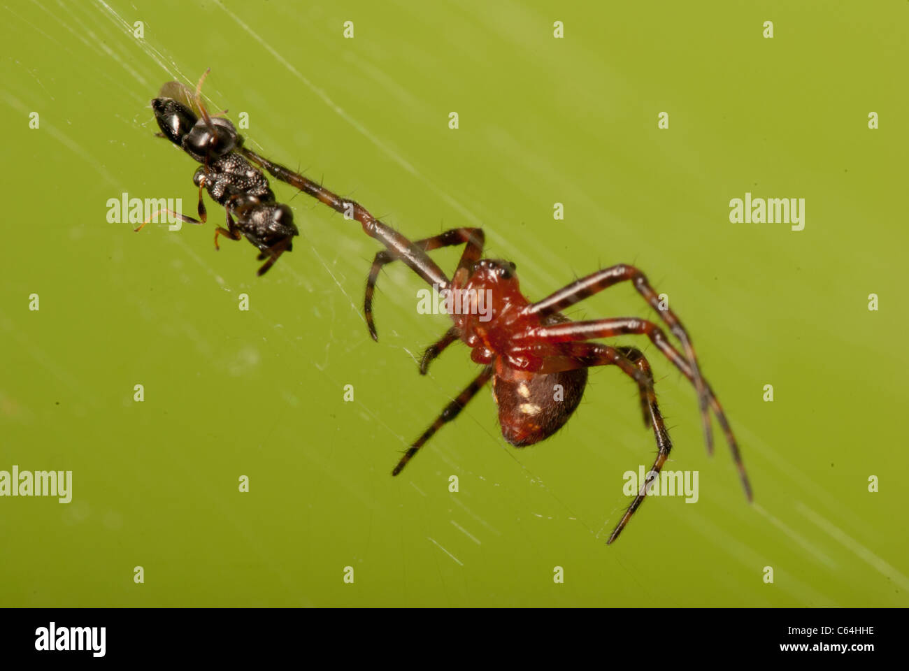 spider prey insect macro shot Stock Photo - Alamy
