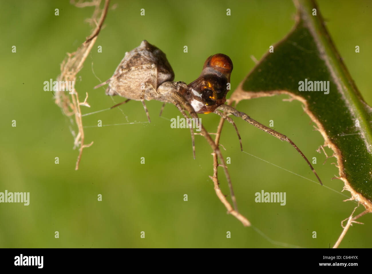 spider prey insect macro shot Stock Photo - Alamy