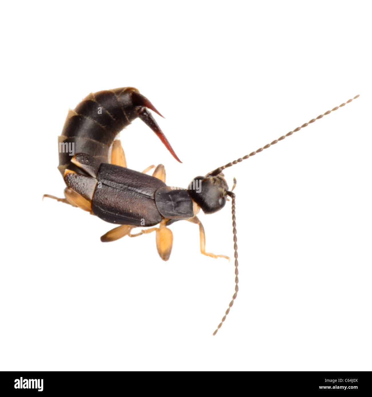 insect earwig bug isolated on white Stock Photo - Alamy