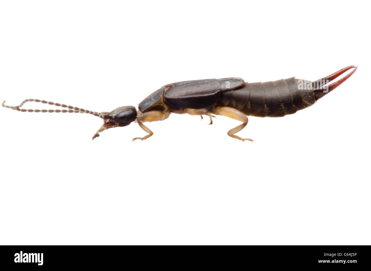 Earwig wing hi-res stock photography and images - Alamy