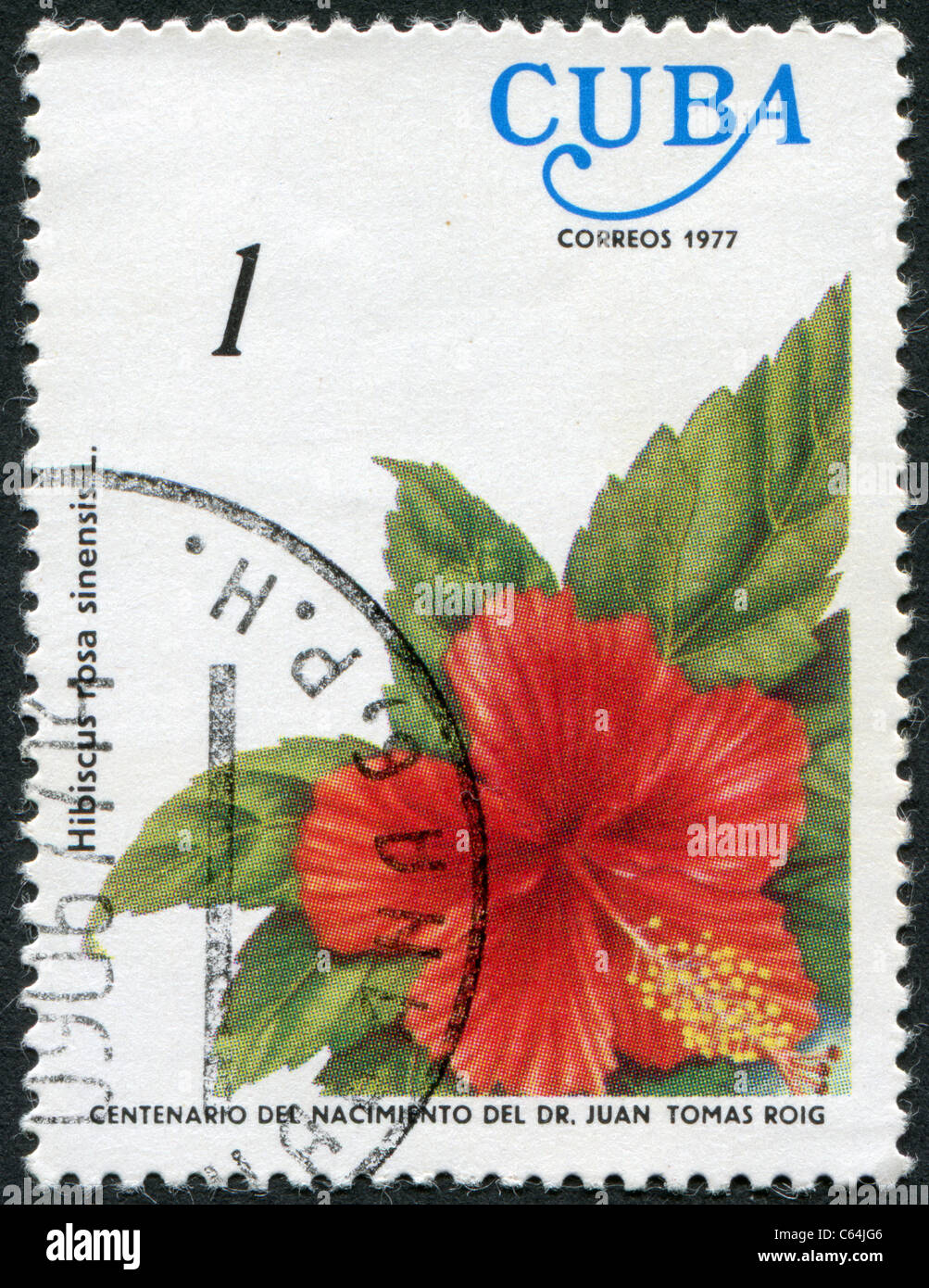 CUBA - 1977: A stamp printed in Cuba shows the flower Hibiscus rosa ...