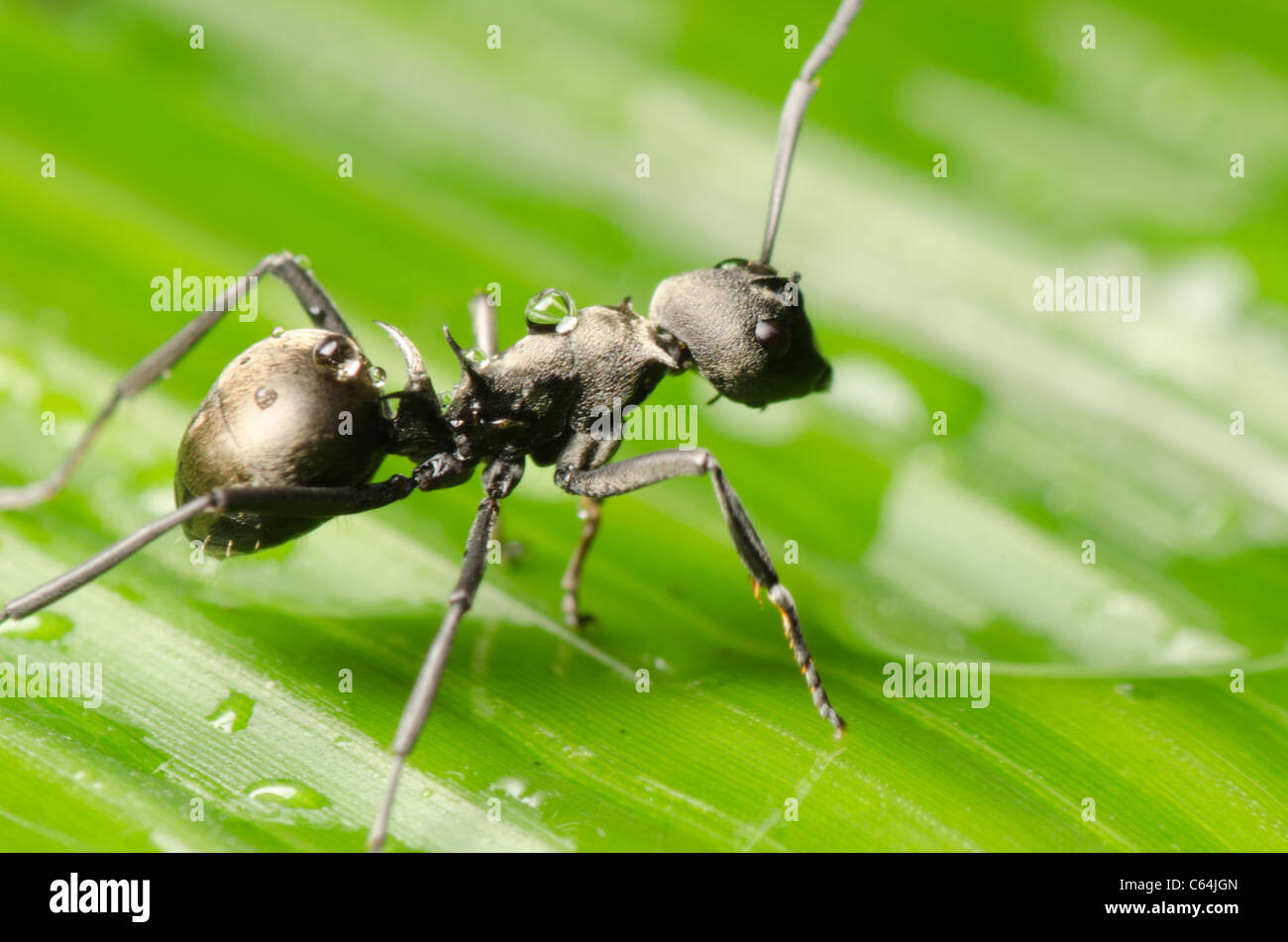 Insect ant hi-res stock photography and images - Alamy