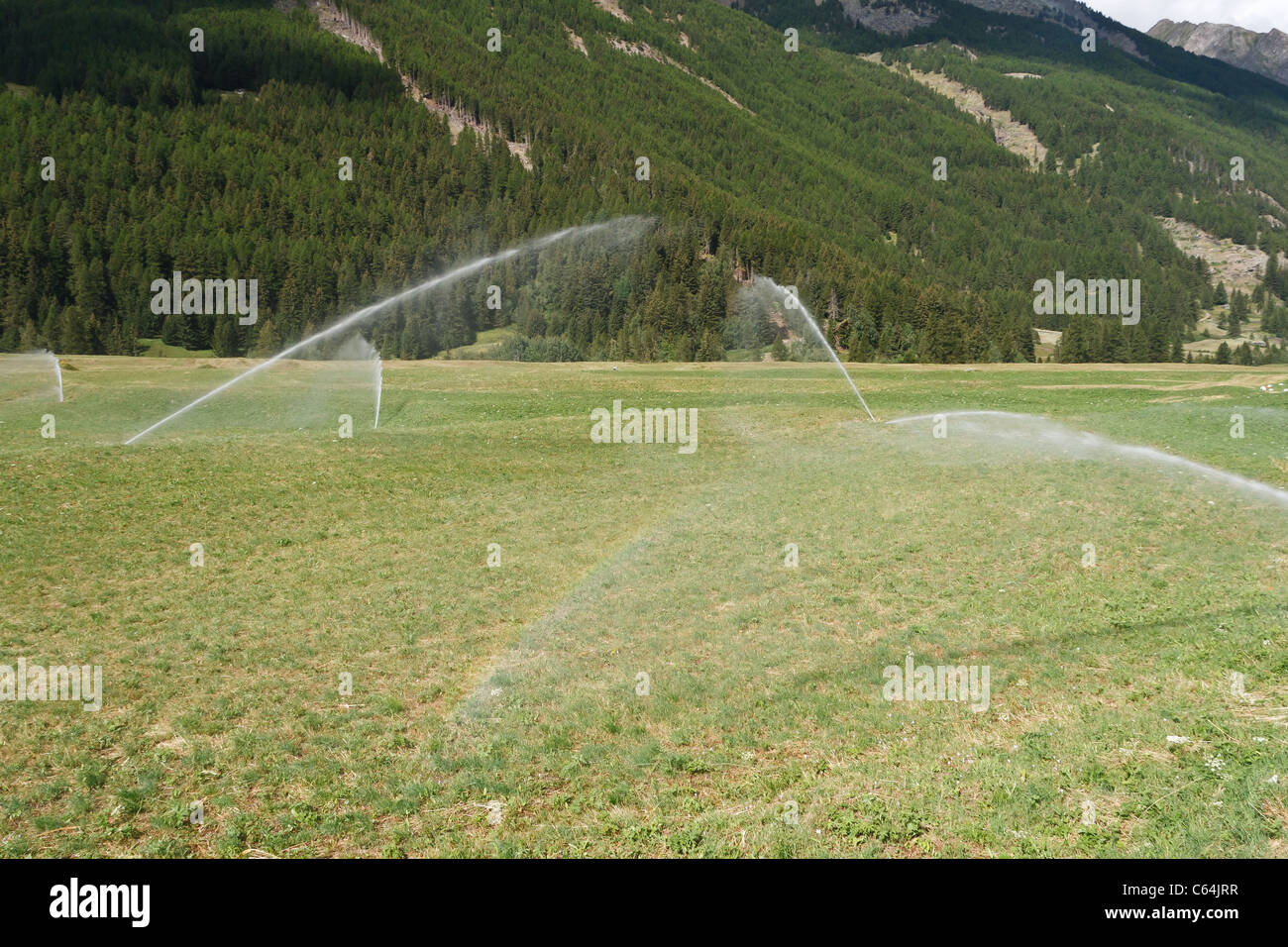 hay growing field is irrigated in the the morning Stock Photo - Alamy