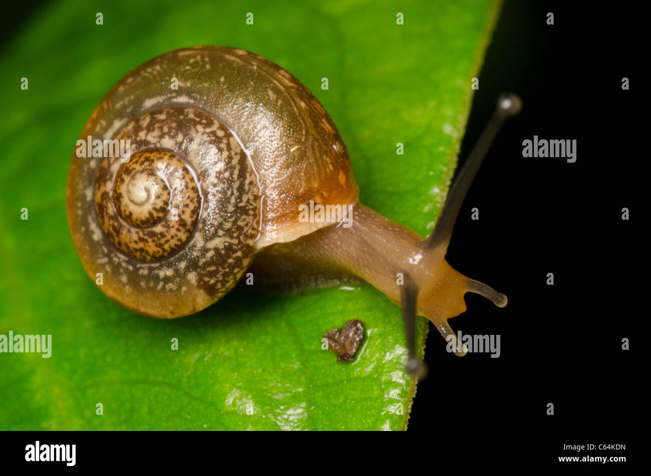 Sticky back plant hi-res stock photography and images - Alamy