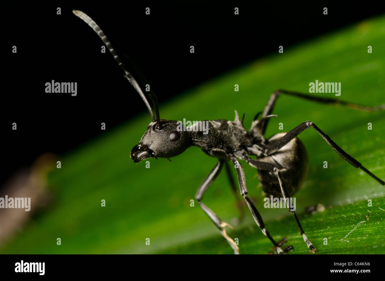 insect ant on green leaf Stock Photo - Alamy
