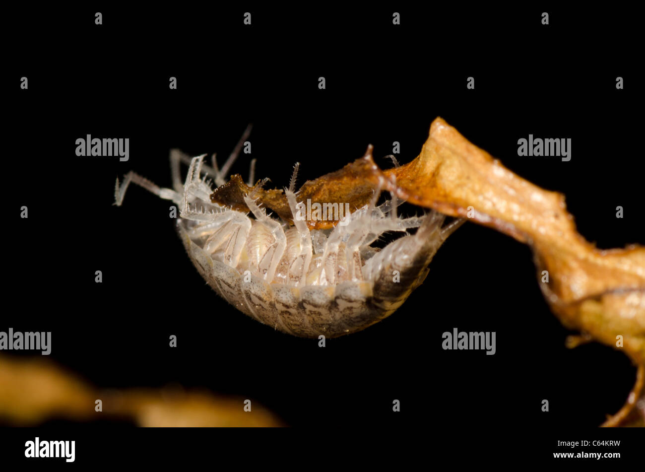 Pill bug hi-res stock photography and images - Alamy