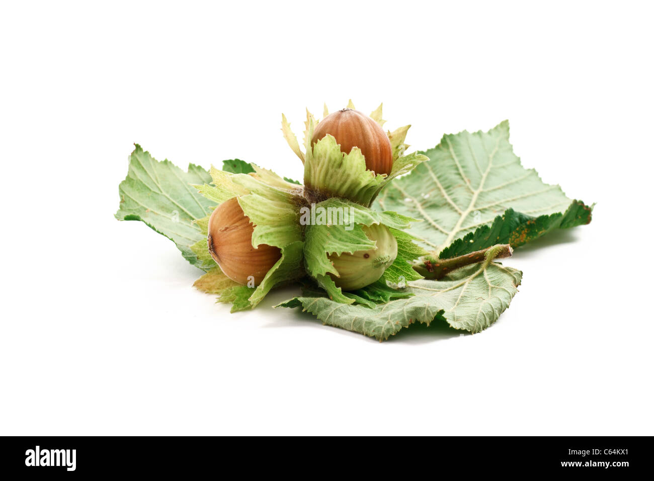 three filberts with leaves over white background Stock Photo - Alamy