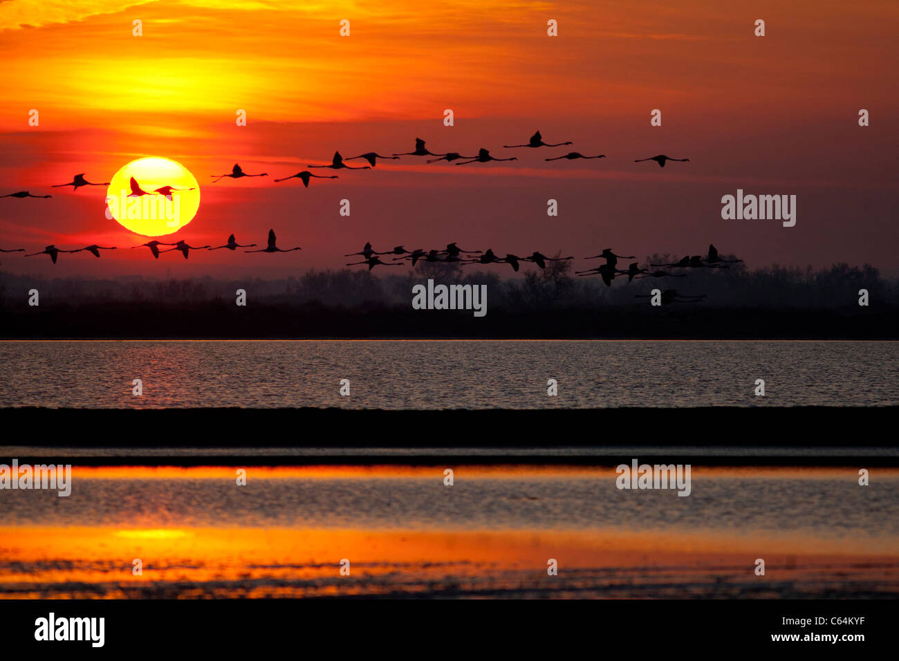 Flamingo flying sunset hi-res stock photography and images - Alamy
