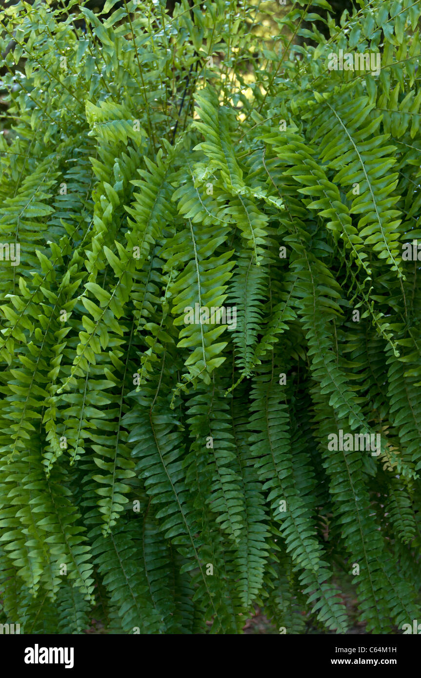 Kanapaha Spring Festival Gainesville Florida ferns for sale at festival ...