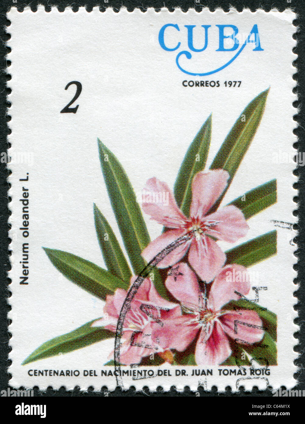 CUBA - 1977: A stamp printed in Cuba, flower shows Nerium oleander ...