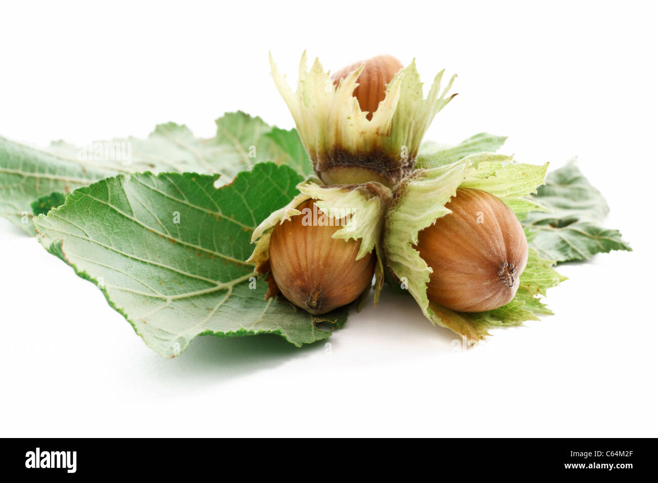 group of filberts with leaves over white background Stock Photo - Alamy