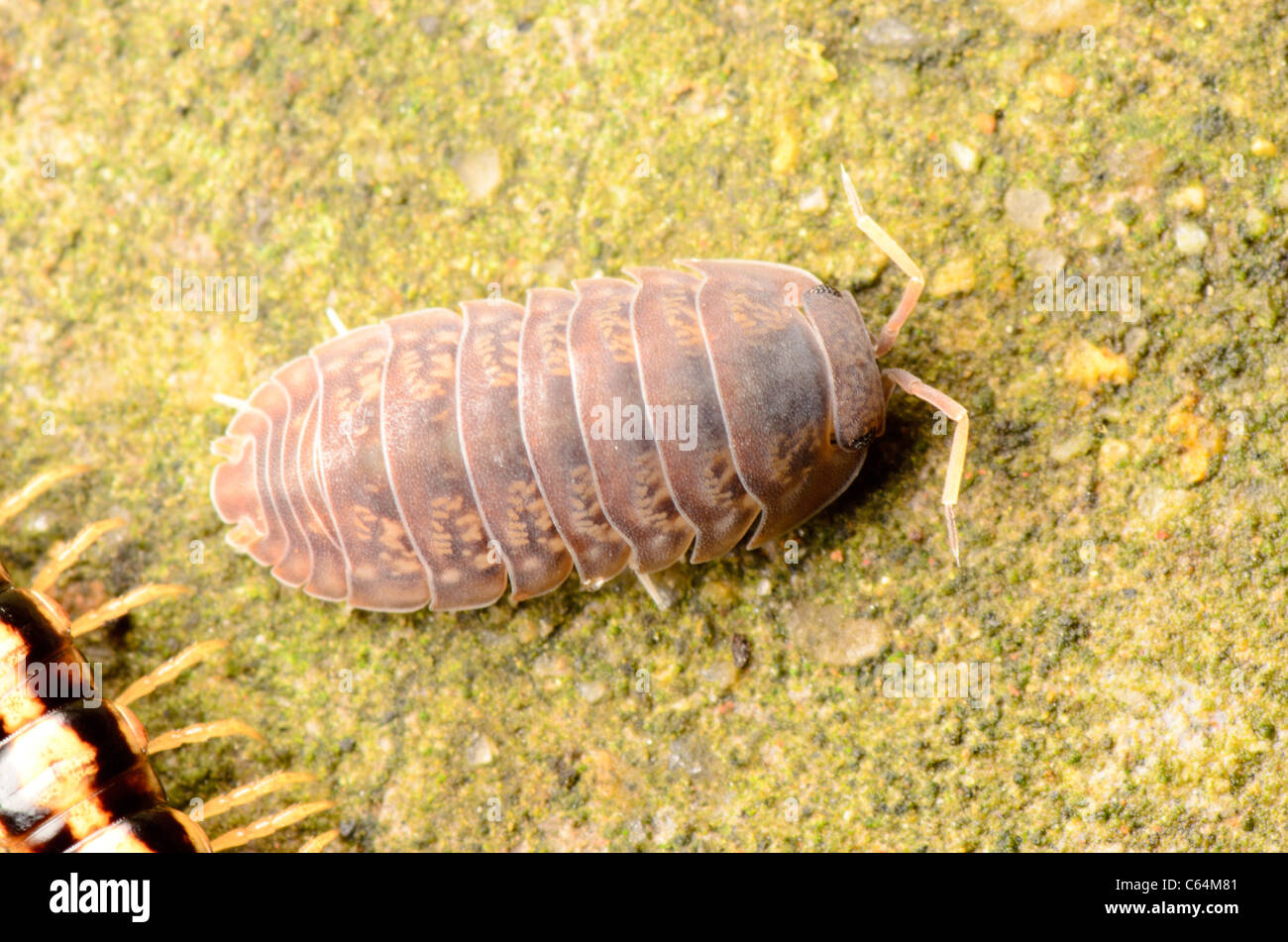 Pill bug hi-res stock photography and images - Alamy
