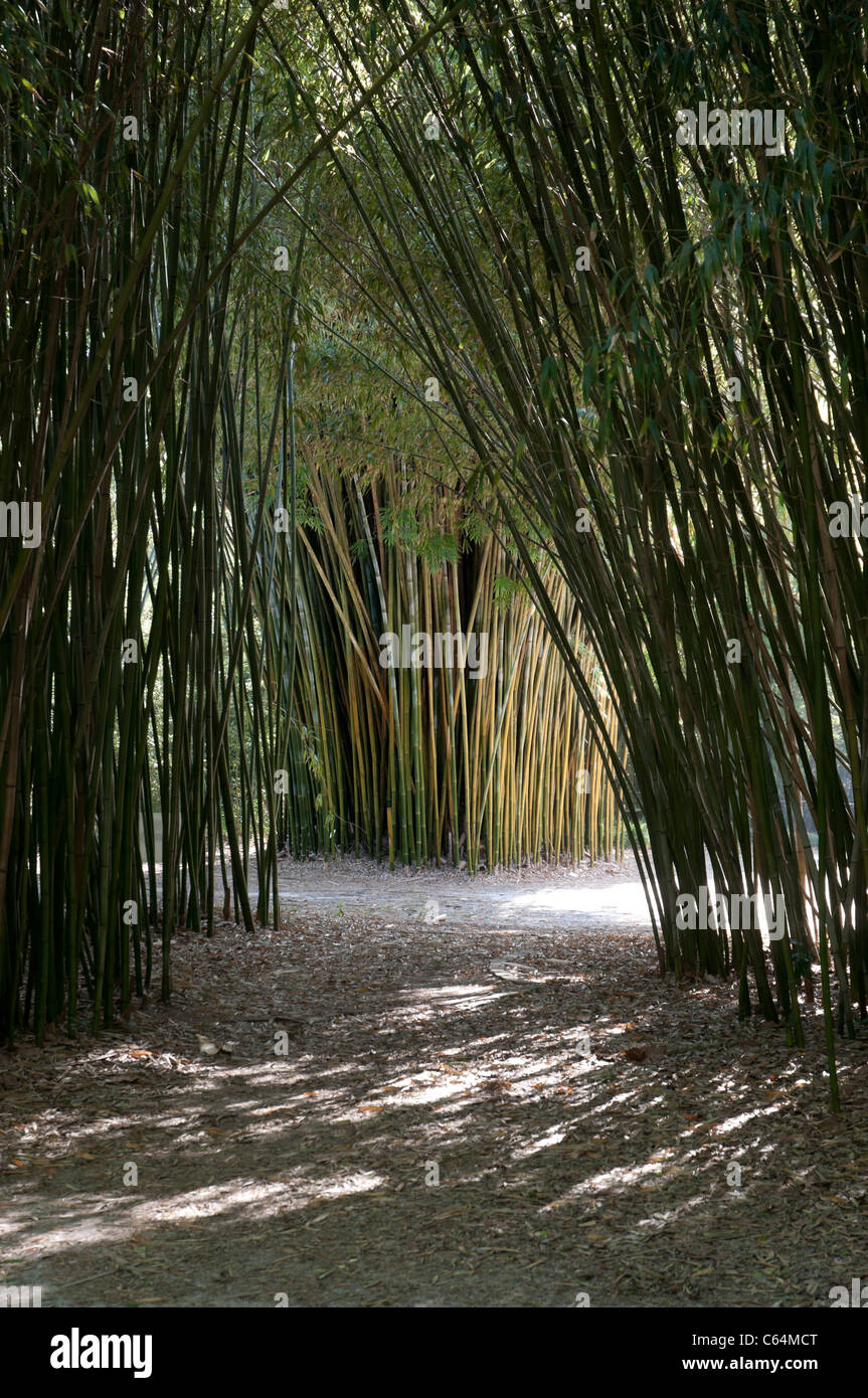 Bamboo Spring Garden