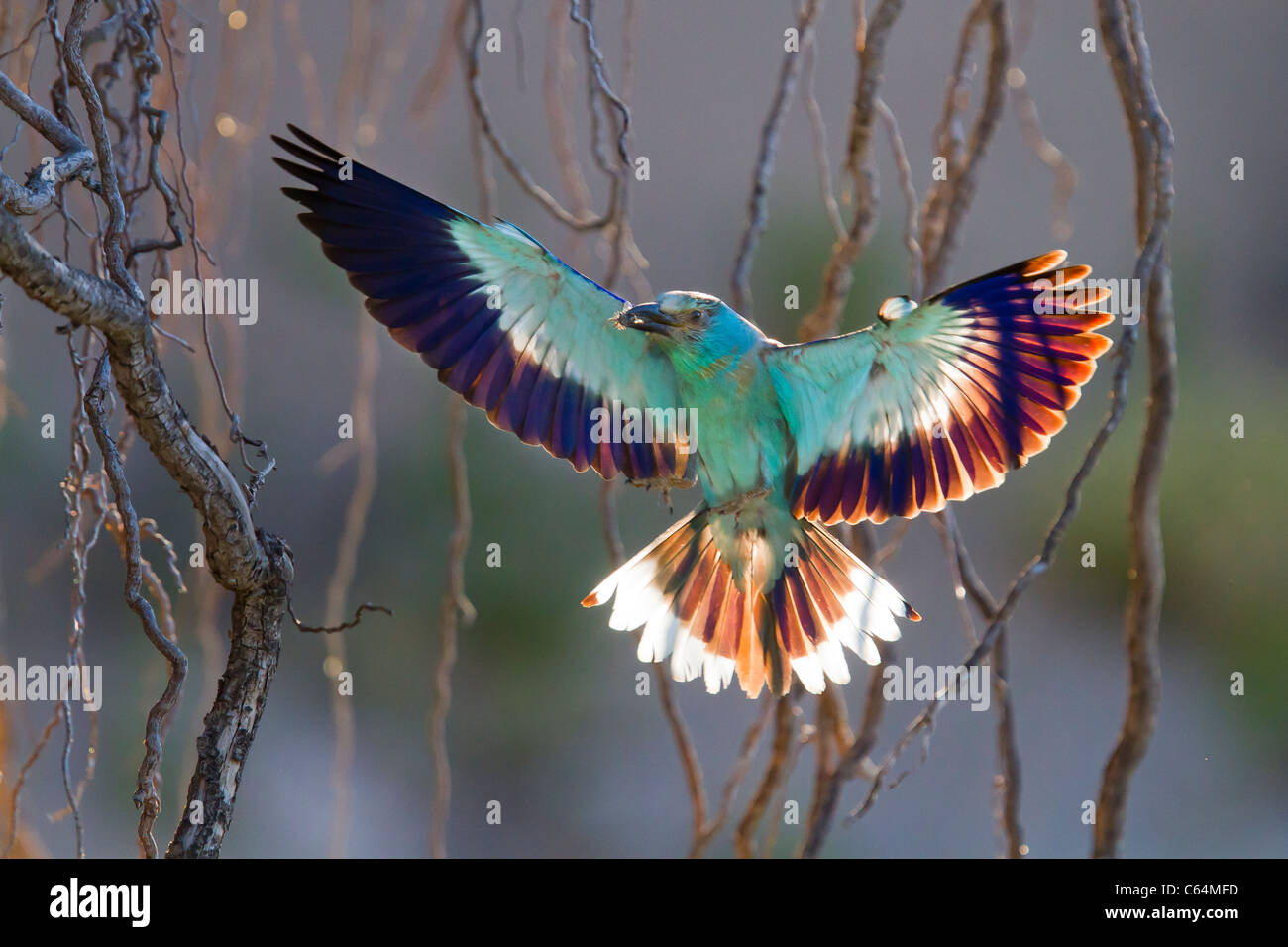 European Roller, in flight , days against Stock Photo - Alamy