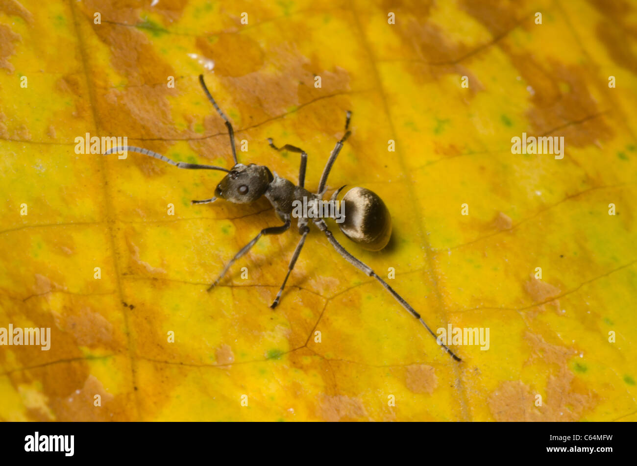 Insect ant hi-res stock photography and images - Alamy