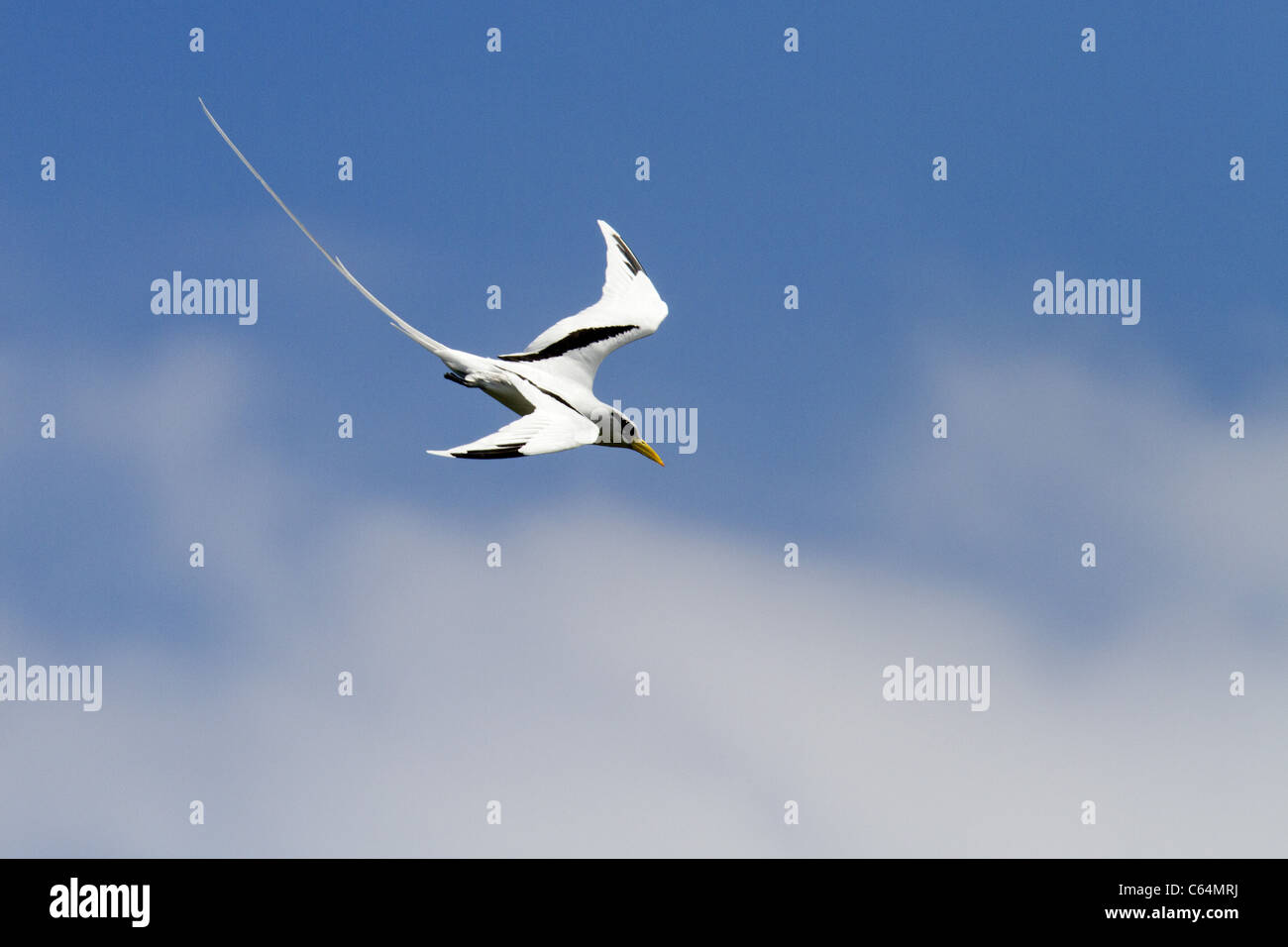 White tailed tropicbird hi-res stock photography and images - Alamy