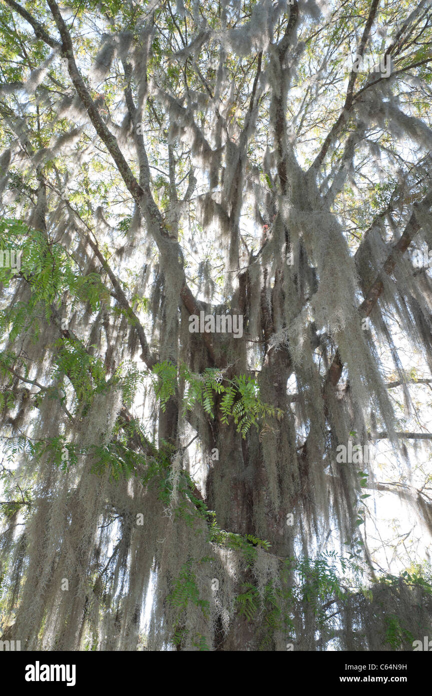Kanapaha Spring Festival Gainesville Florida looking up into large tree ...