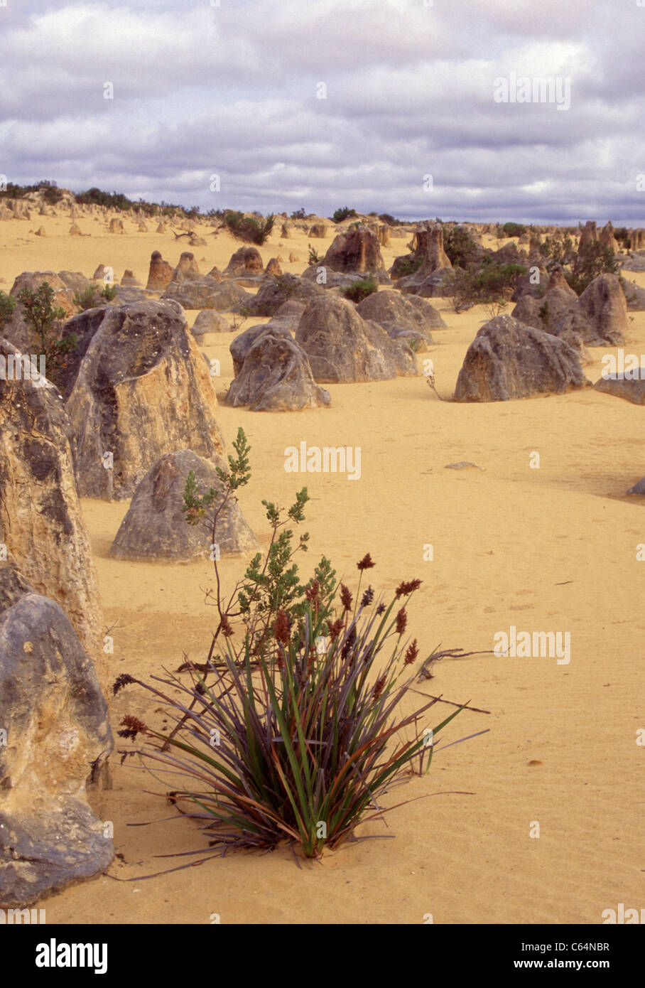 Pinnacles Rock Formations. Nambung National Park, Cervantes, Western ...