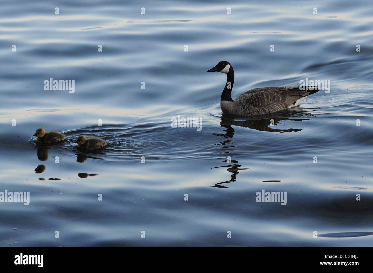 Lake ontario goose hi-res stock photography and images - Alamy
