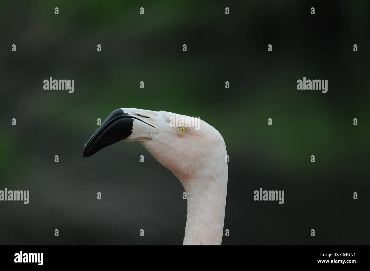 Flamingo peeking at the photographer Stock Photo - Alamy