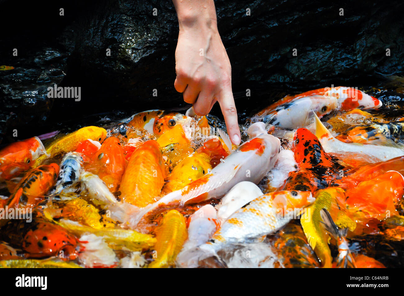 hand touching colorful koi carps surfaceing in a feeding frenzy Stock ...