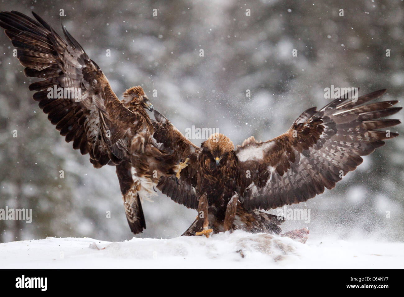 Golden eagle aquila chrysaetos finland hi-res stock photography and ...