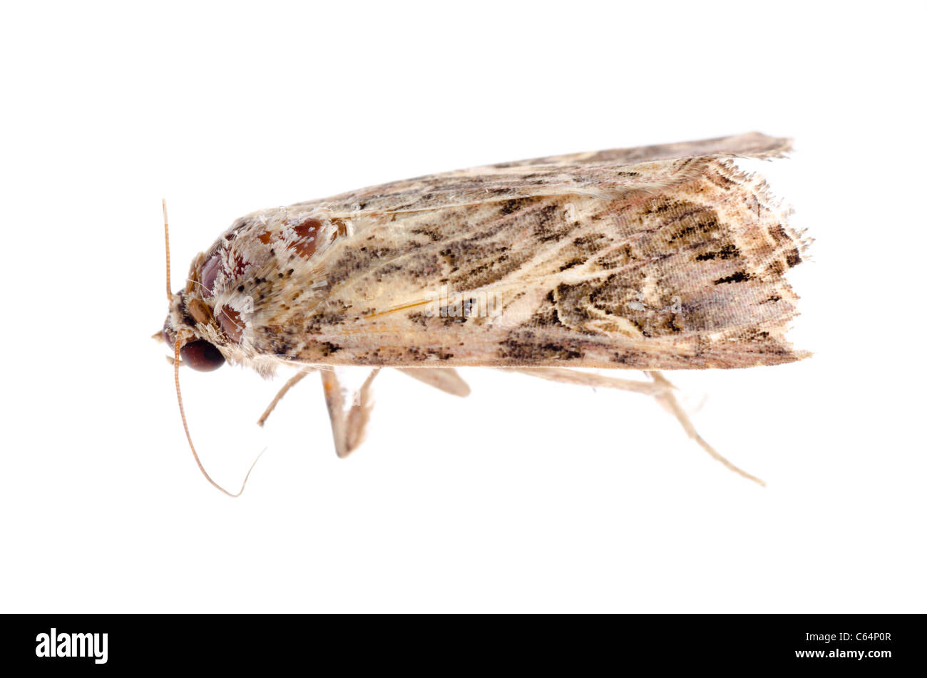 insect moth isolated Stock Photo - Alamy