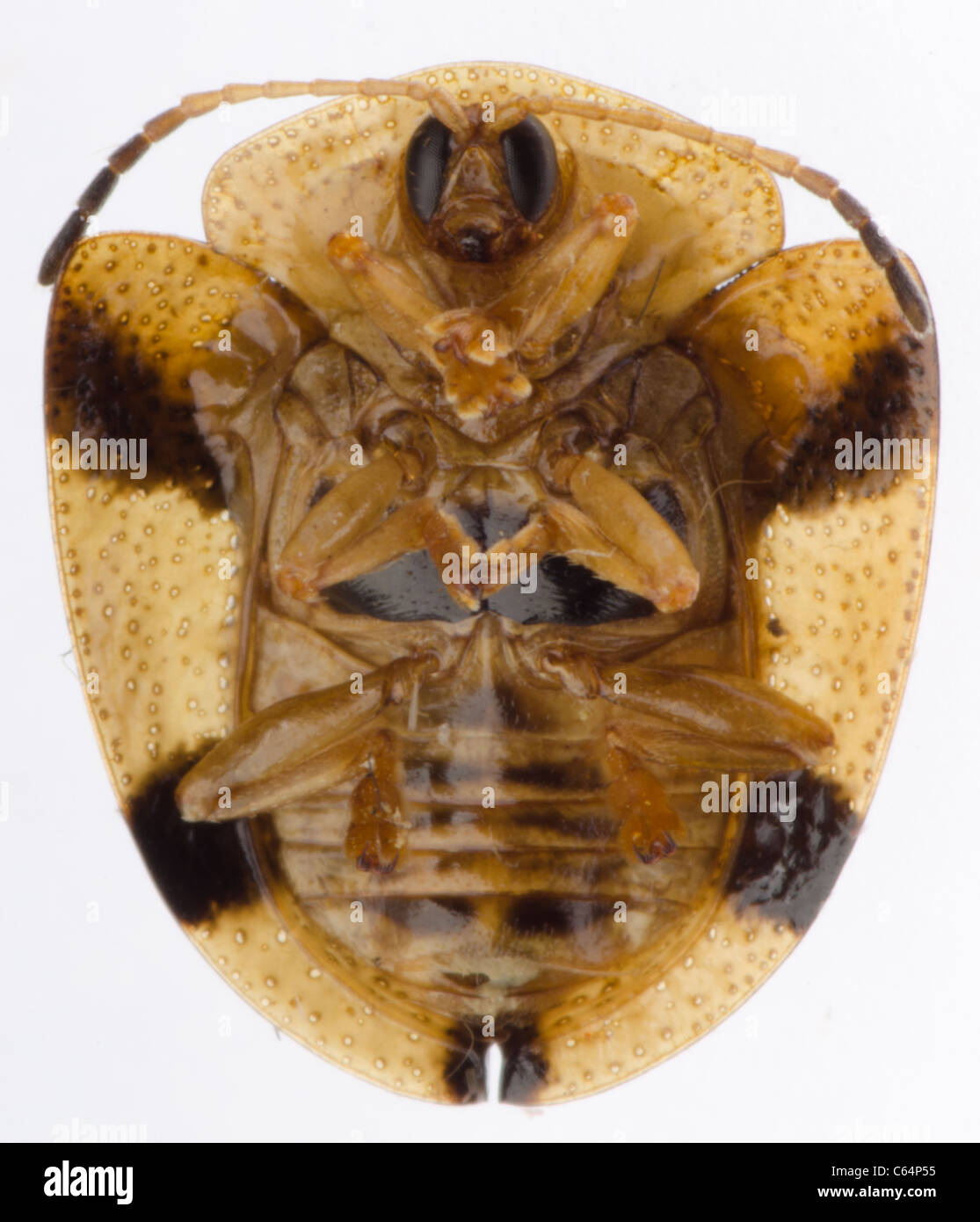 insect tortoise beetle isolated on white Stock Photo - Alamy