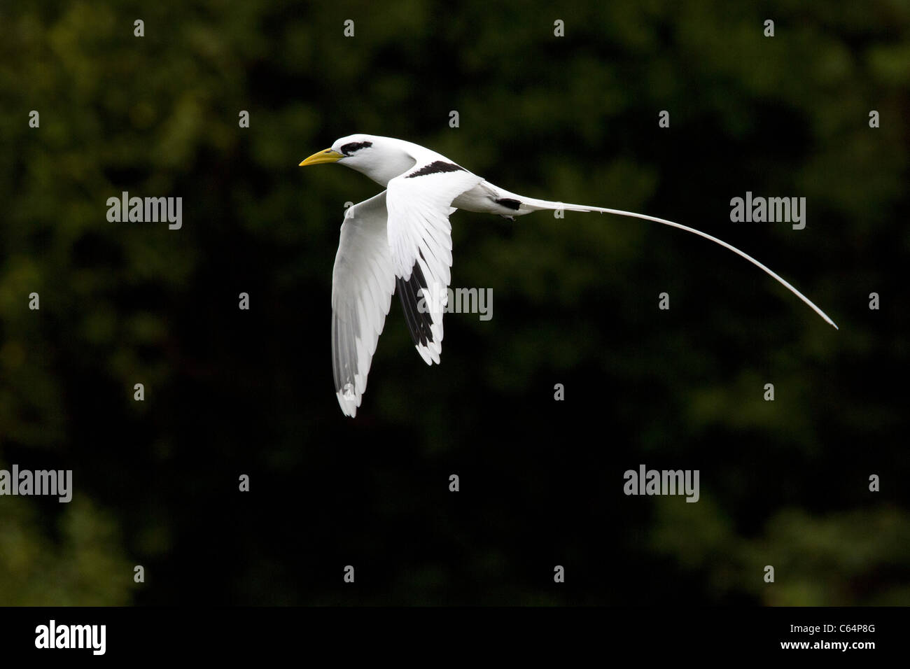 White tailed tropicbird hi-res stock photography and images - Alamy