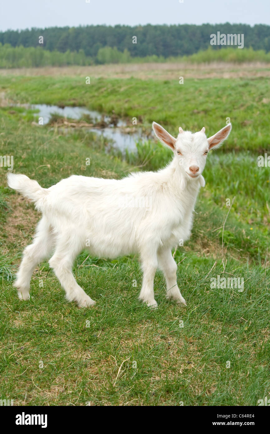 Milch goat hi-res stock photography and images - Alamy