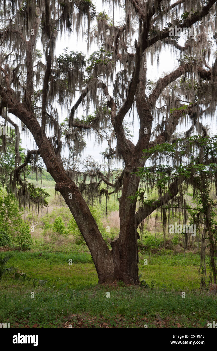 Kanapaha Spring Festival Gainesville Florida live oak tree overlooks ...